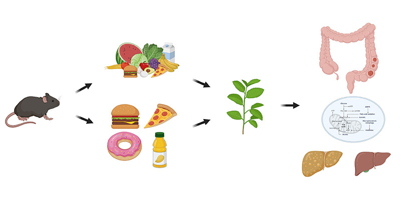 Mouse diet models for bioactive nutrient studies / Free University of ...